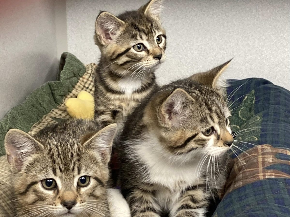 Humane Society of Greene County cares for dogs and cats in need ...